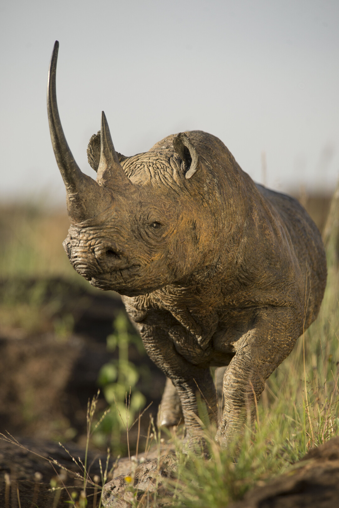 Black Rhino Bull – Murray Grant Bronzes