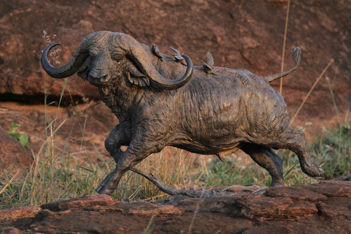 Cape Buffalo Bull – Murray Grant Bronzes