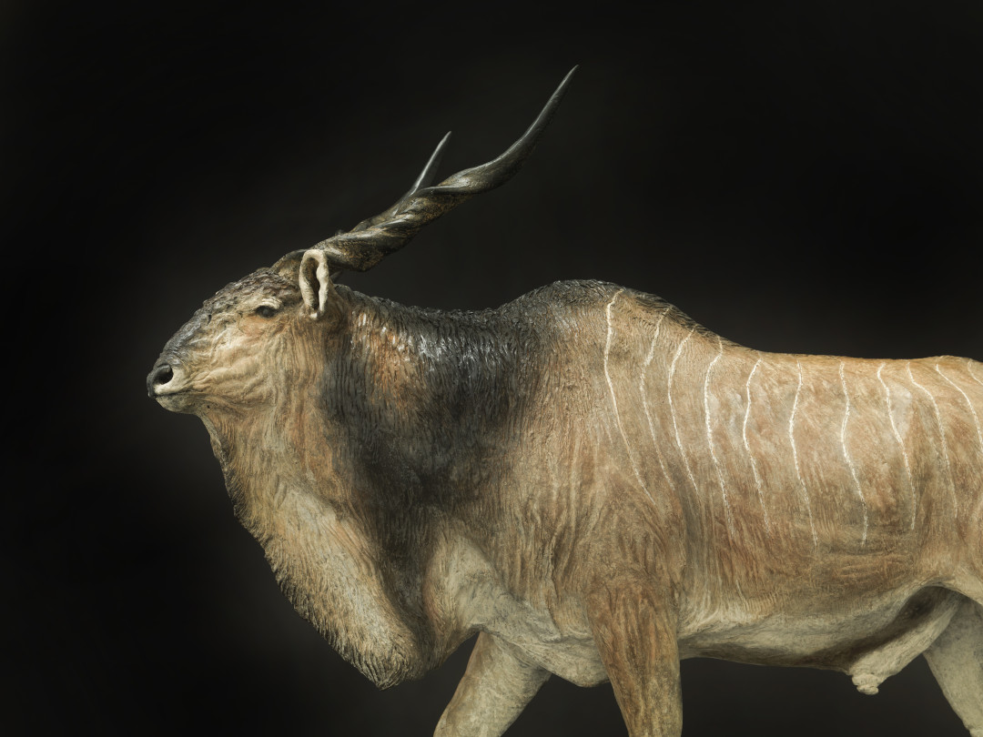 Lord Derby Eland – Murray Grant Bronzes