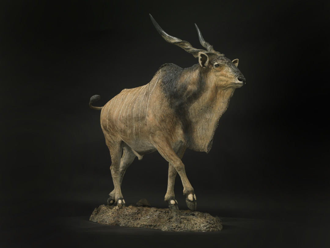 Lord Derby Eland – Murray Grant Bronzes