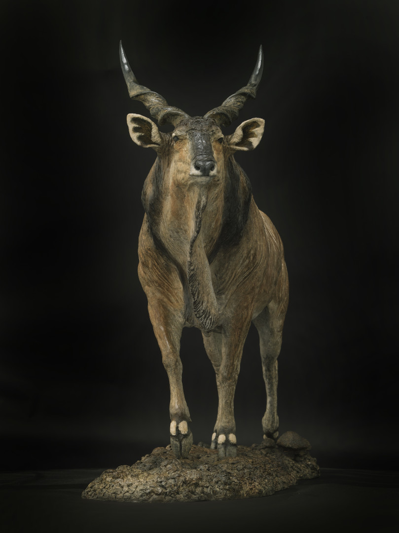 Lord Derby Eland – Murray Grant Bronzes